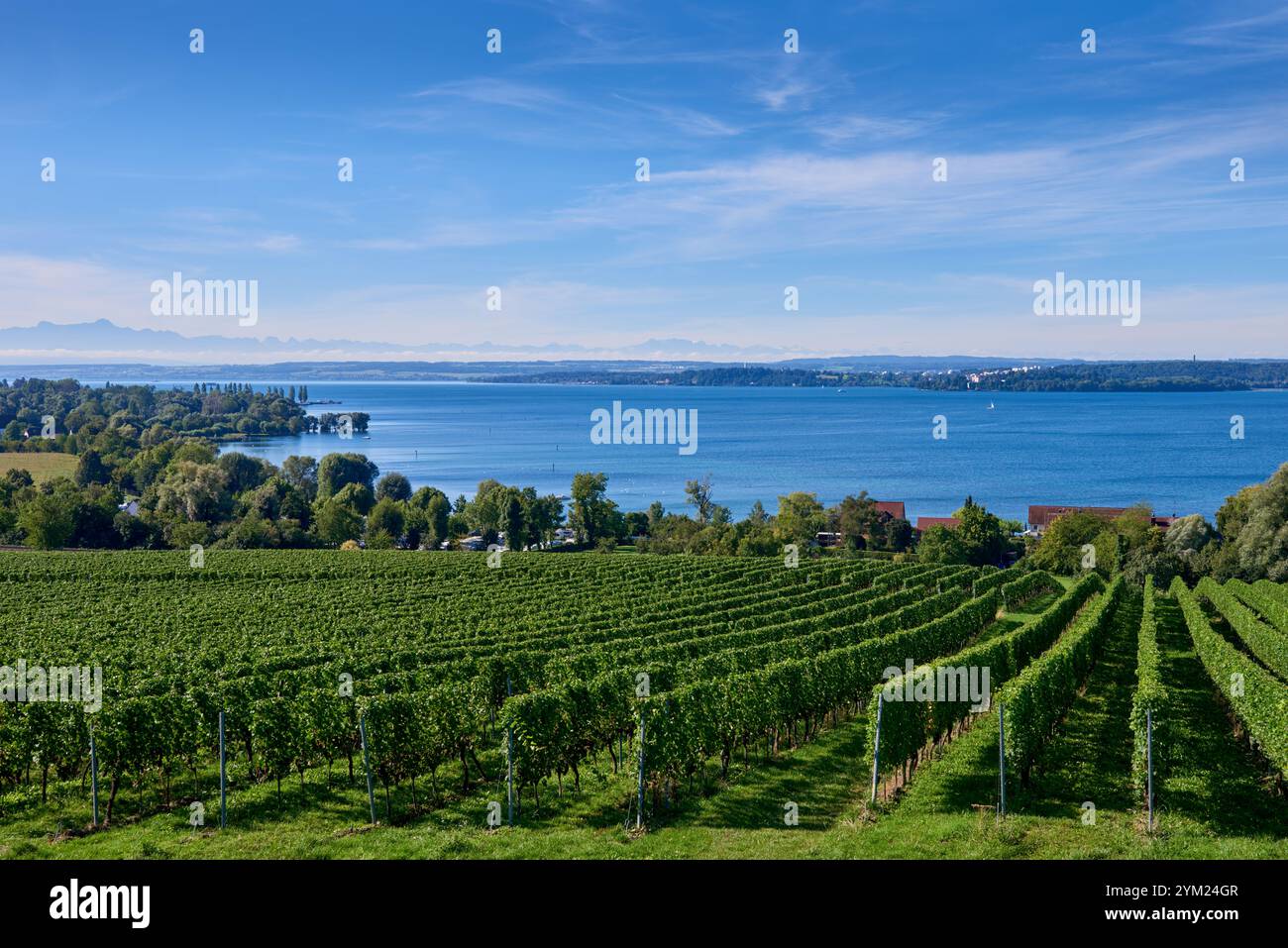 Breathtaking Bodensee Panorama Featuring Alpine Peaks, Vineyards, and ...