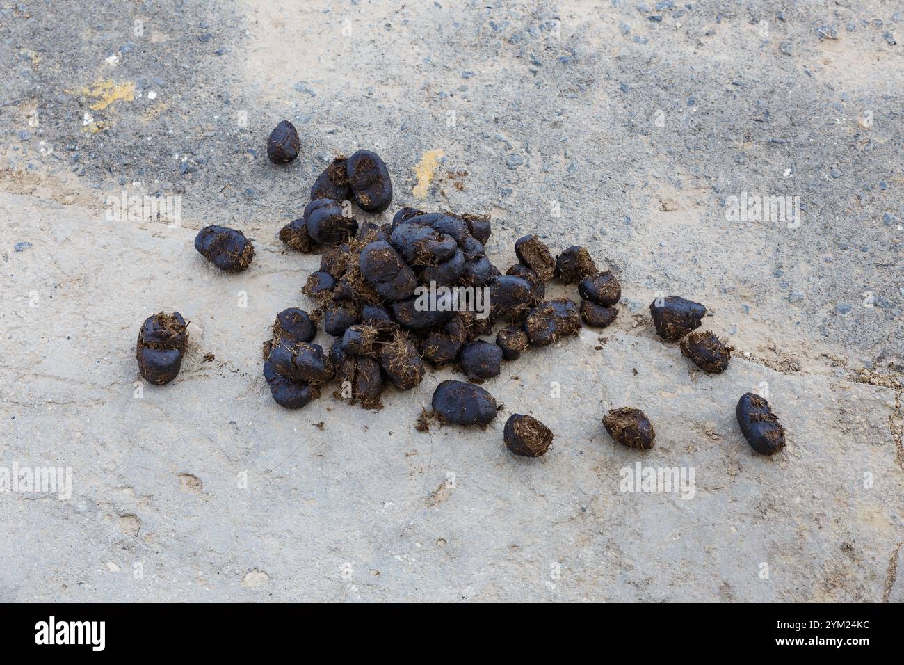 Camel excrement manure. Camel dung on concrete Stock Photo - Alamy
