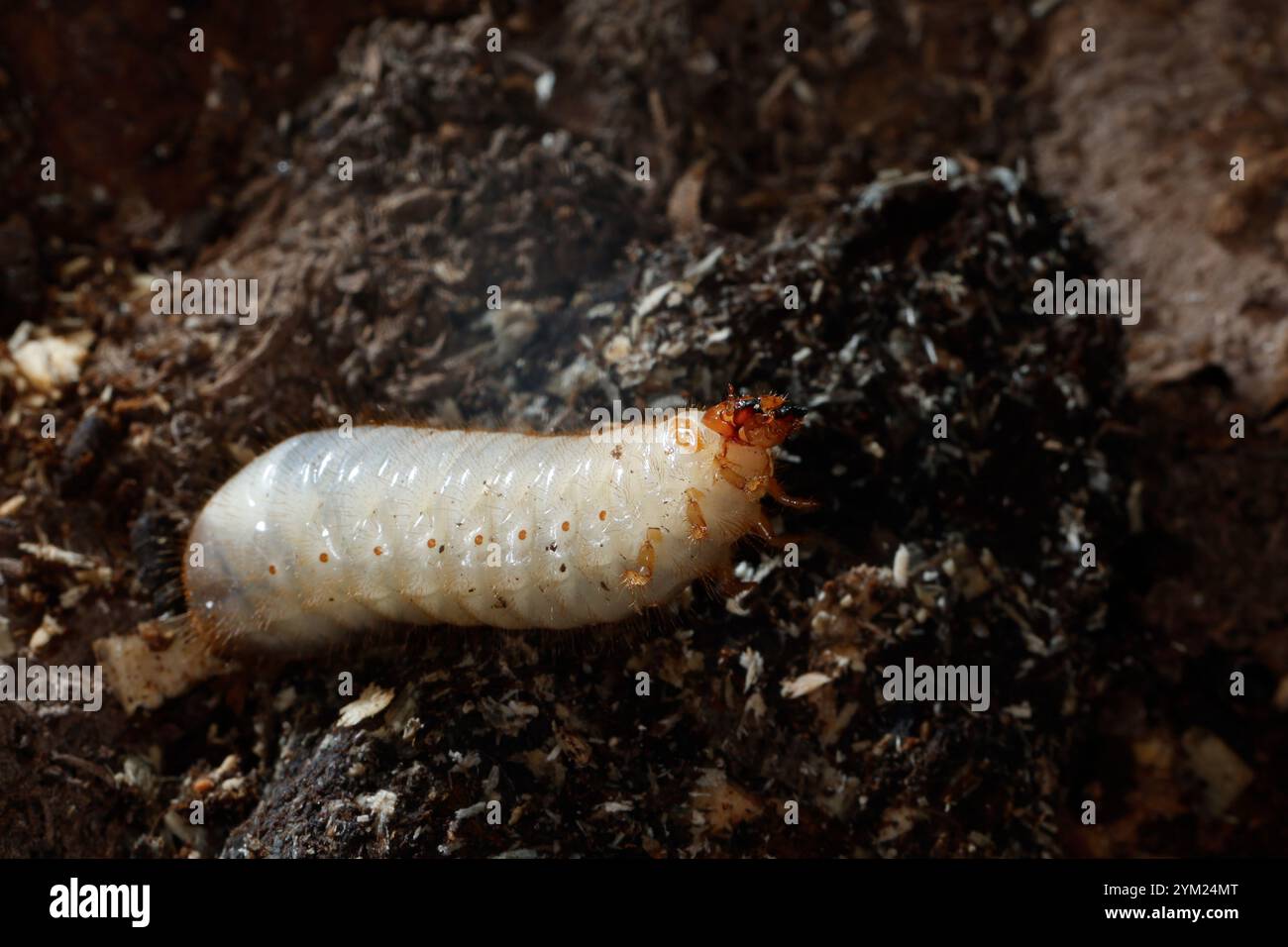 Chafer beetle larvae hi-res stock photography and images - Alamy