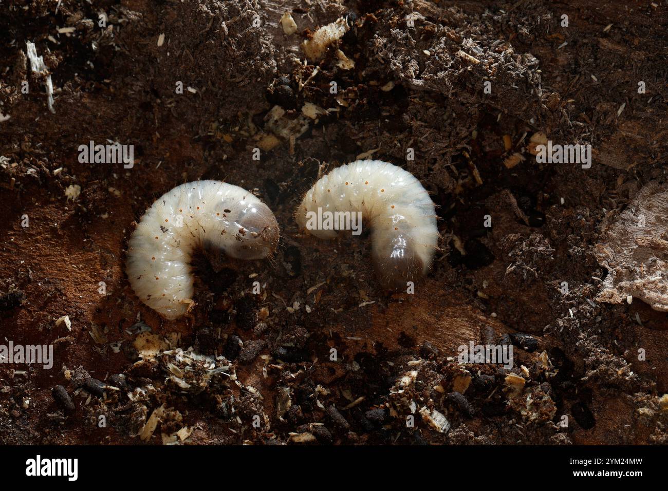 Engerling rosenkäfer hi-res stock photography and images - Alamy