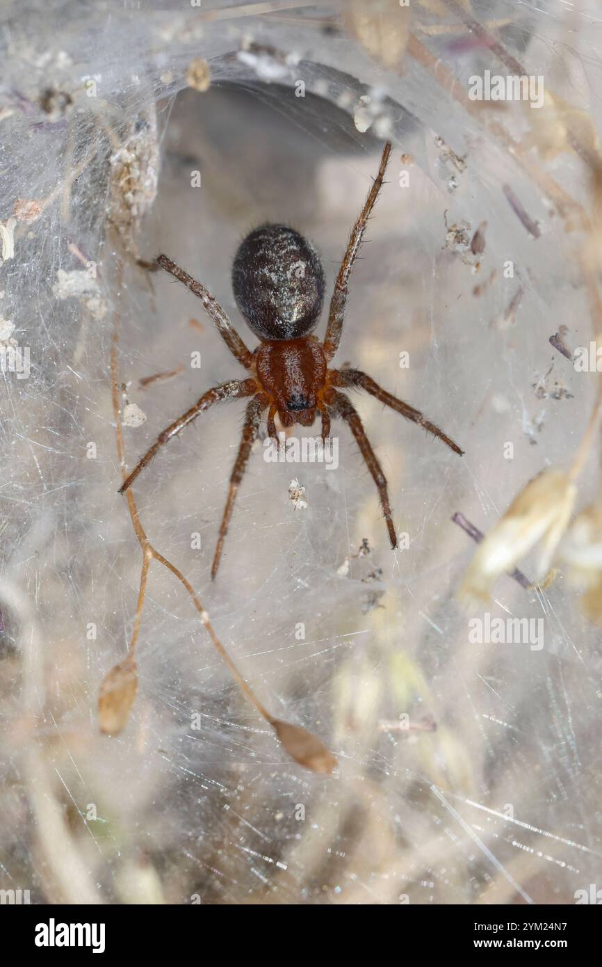 Labyrinthspinne, Labyrinth-Spinne, Netz, Trichternetz, Tautropfen ...