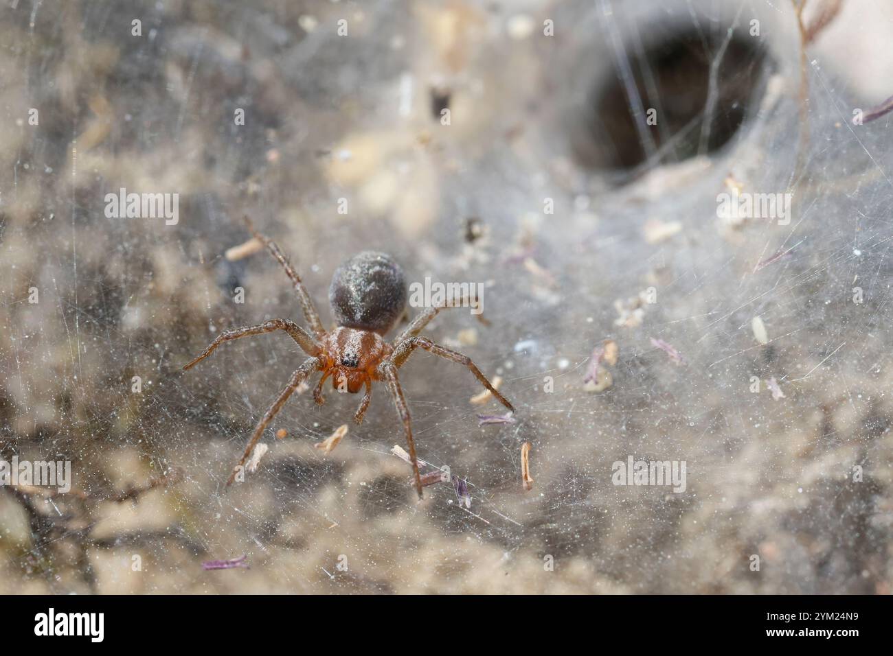 Labyrinthspinne, Labyrinth-Spinne, Netz, Trichternetz, Tautropfen ...