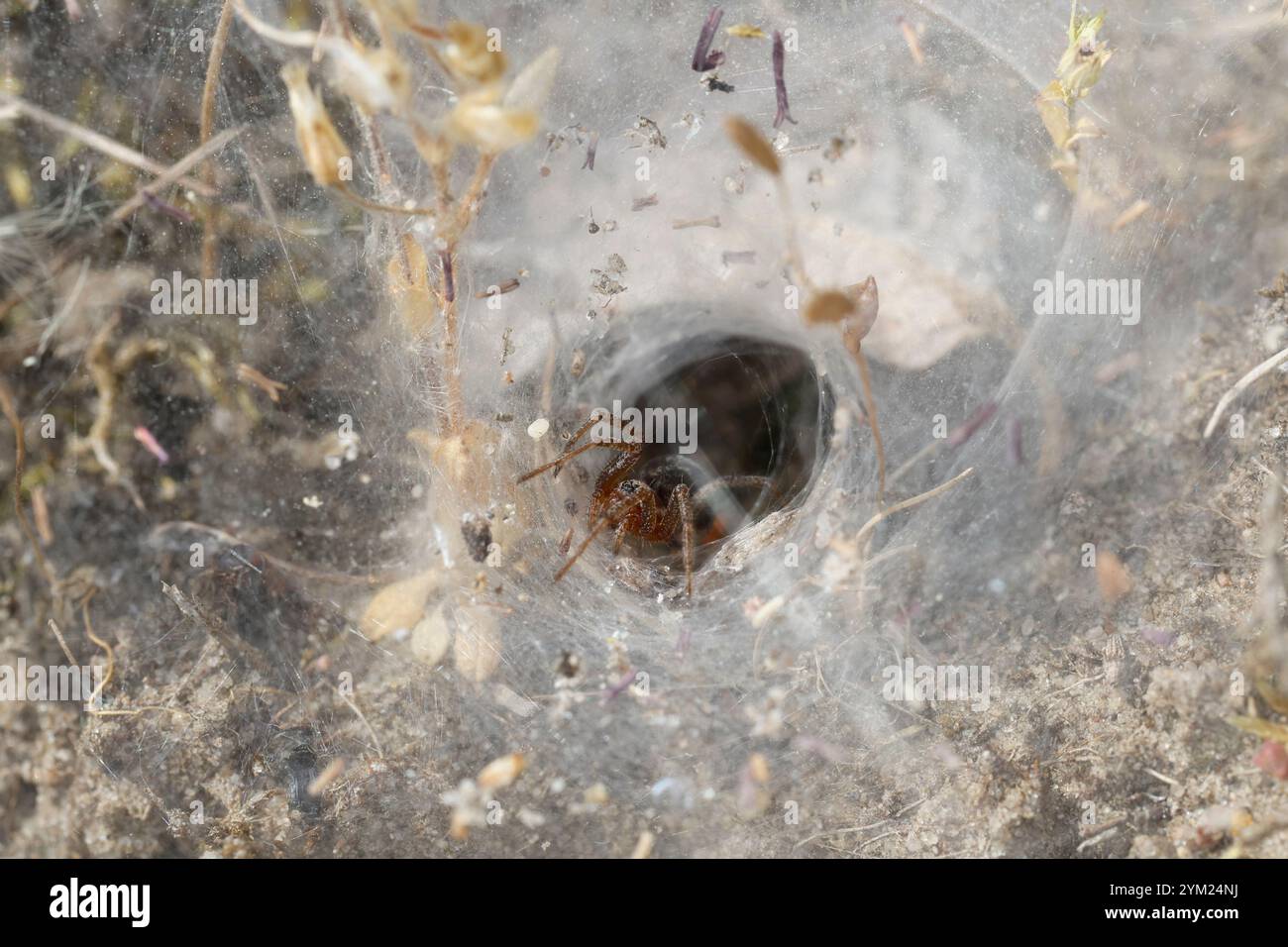 Labyrinthspinne, Labyrinth-Spinne, Netz, Trichternetz, Tautropfen ...