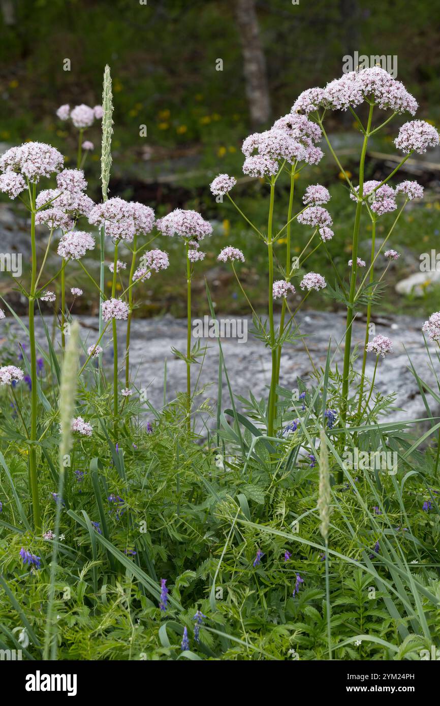 Echter Baldrian, Baldrian, Großer Baldrian, Echter Arznei-Baldrian ...
