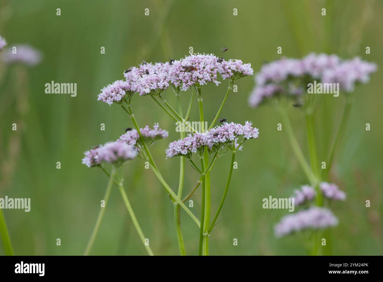 Echter Baldrian, Baldrian, Großer Baldrian, Echter Arznei-Baldrian ...