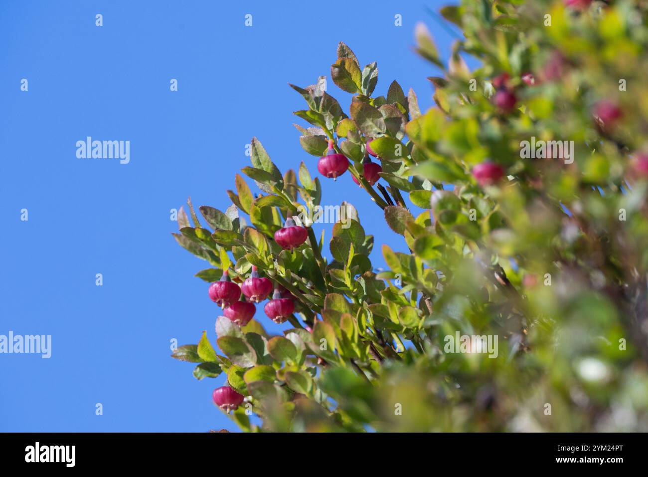 Heidelbeere wimberry hi-res stock photography and images - Alamy