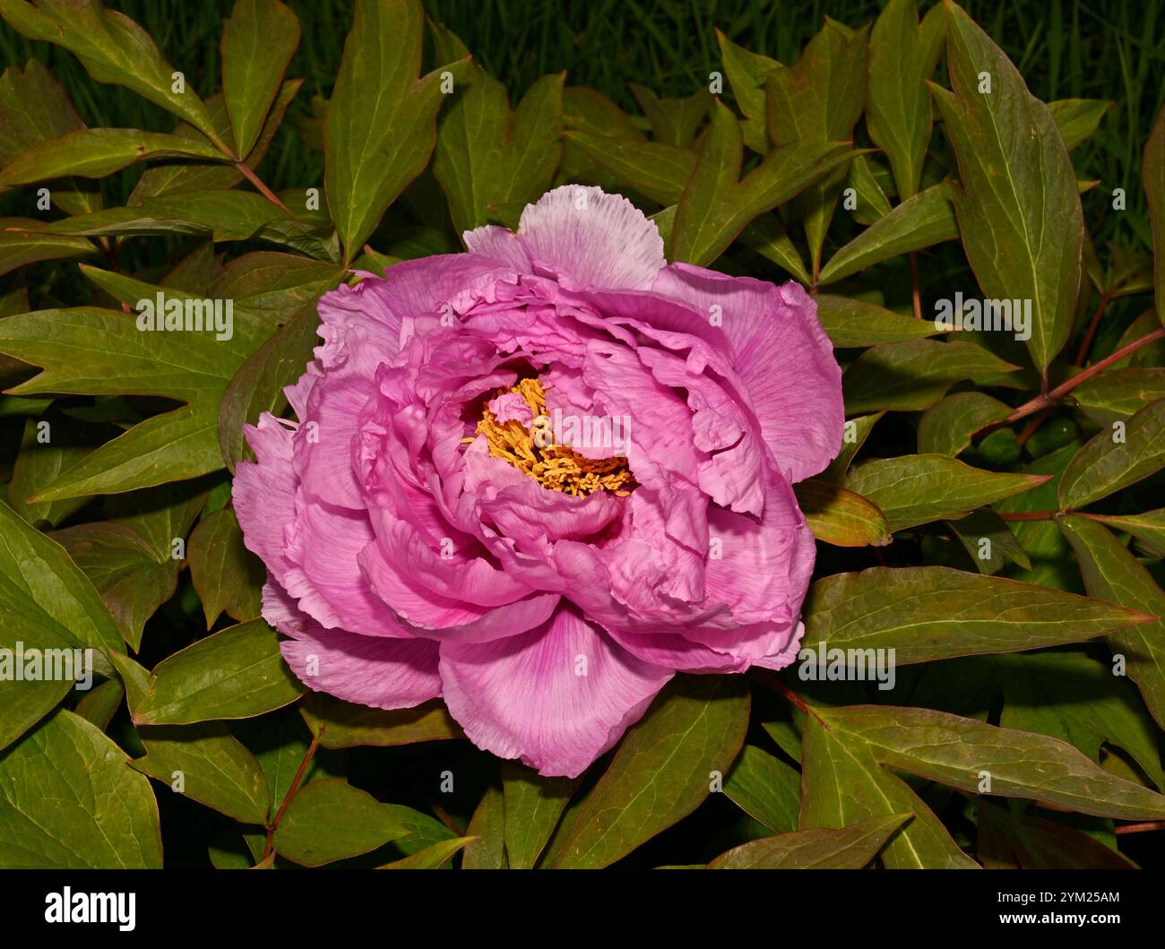 Peonies italy hi-res stock photography and images - Alamy