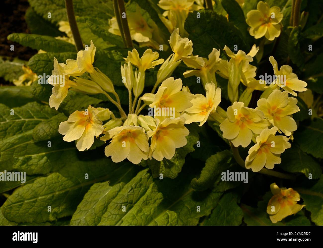 Wide range of colours available hi-res stock photography and images - Alamy