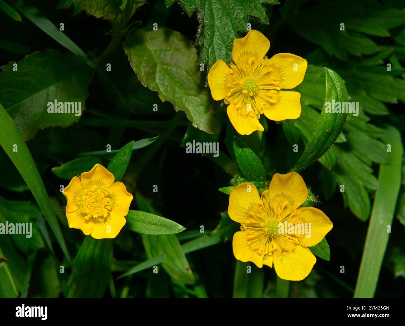 A closeup and well focussed view of a Creeping buttercup flower against ...