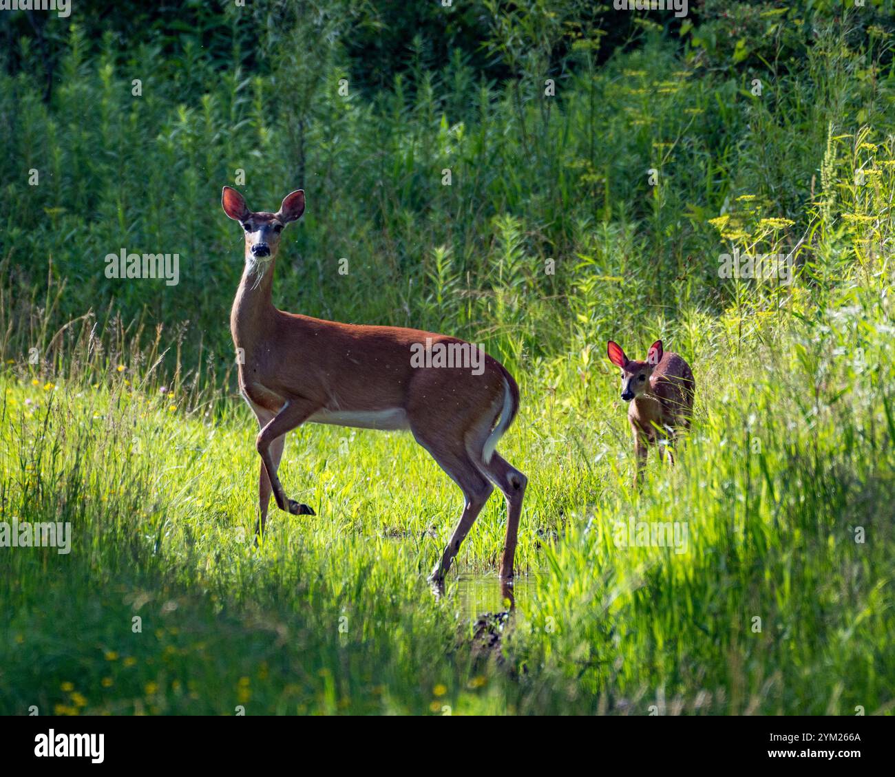 White-tailed Deer Doe and Fawn in Whitewater State Wildlife Management ...