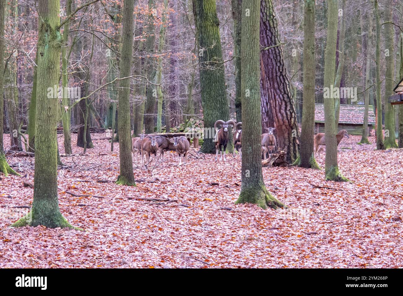 Forst hi-res stock photography and images - Alamy