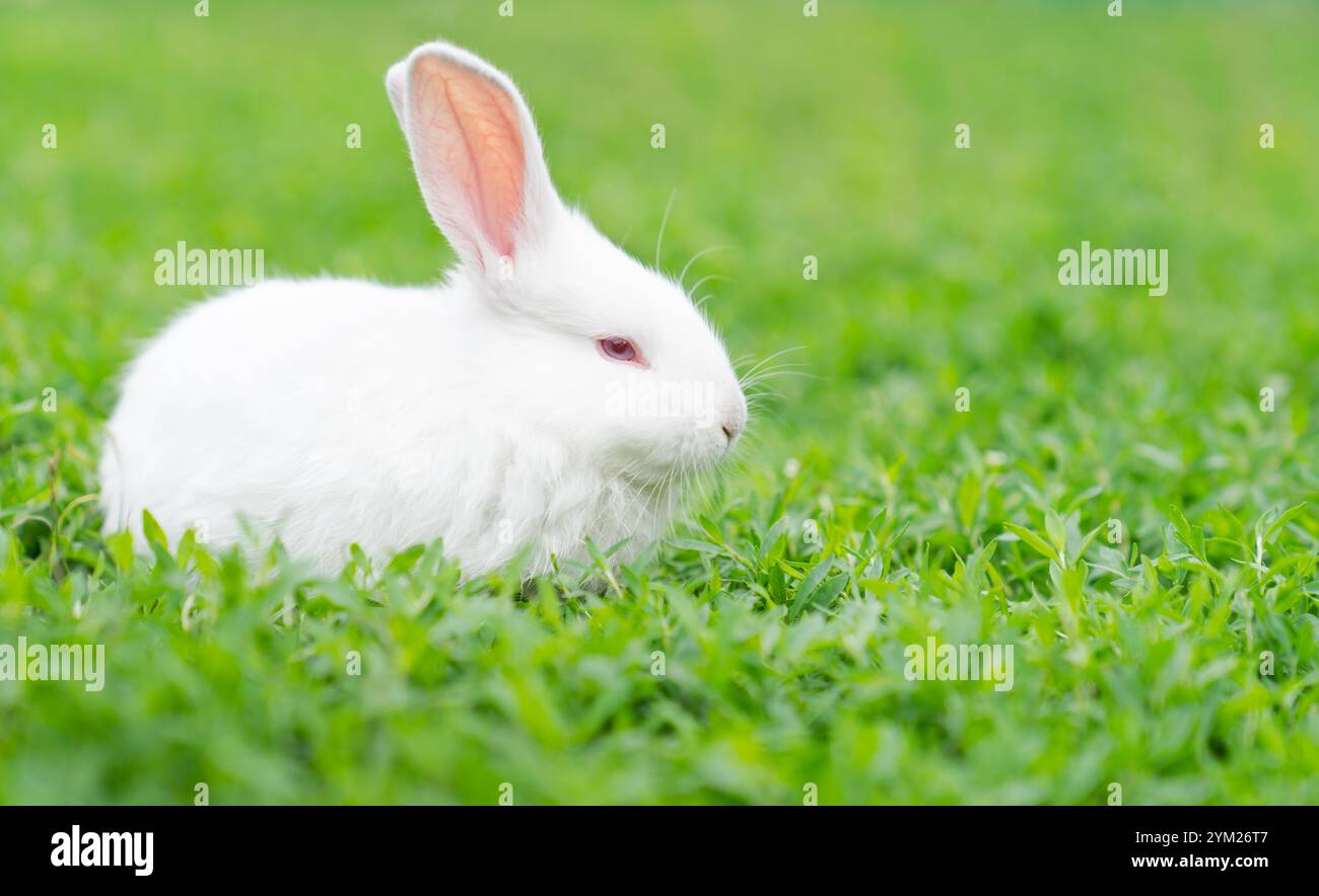 White rabbit, albino with red eyes, sits in the grass. High quality ...