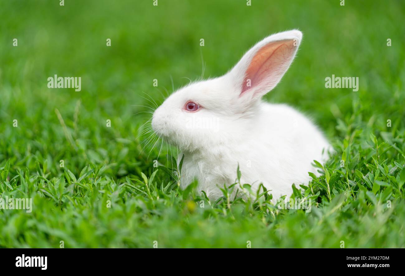 Cute cuddly albino bunny hi-res stock photography and images - Alamy