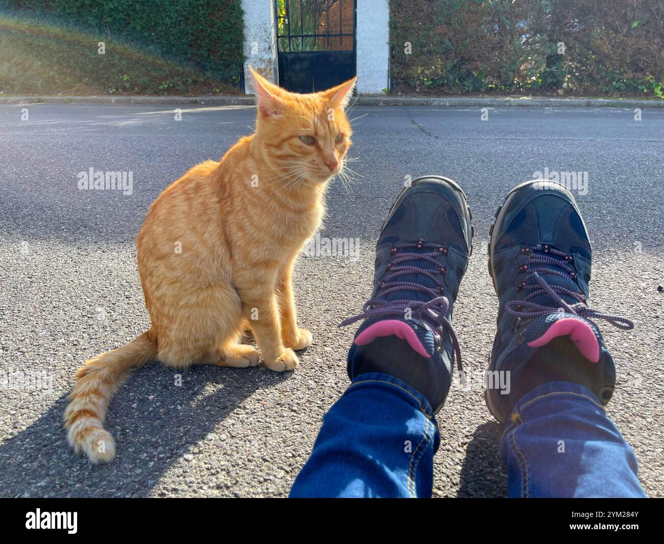 Orange tabby cat and boots Stock Photo - Alamy