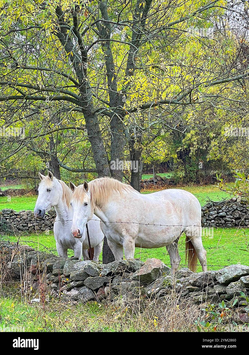 Dos caballos blancos hi-res stock photography and images - Alamy