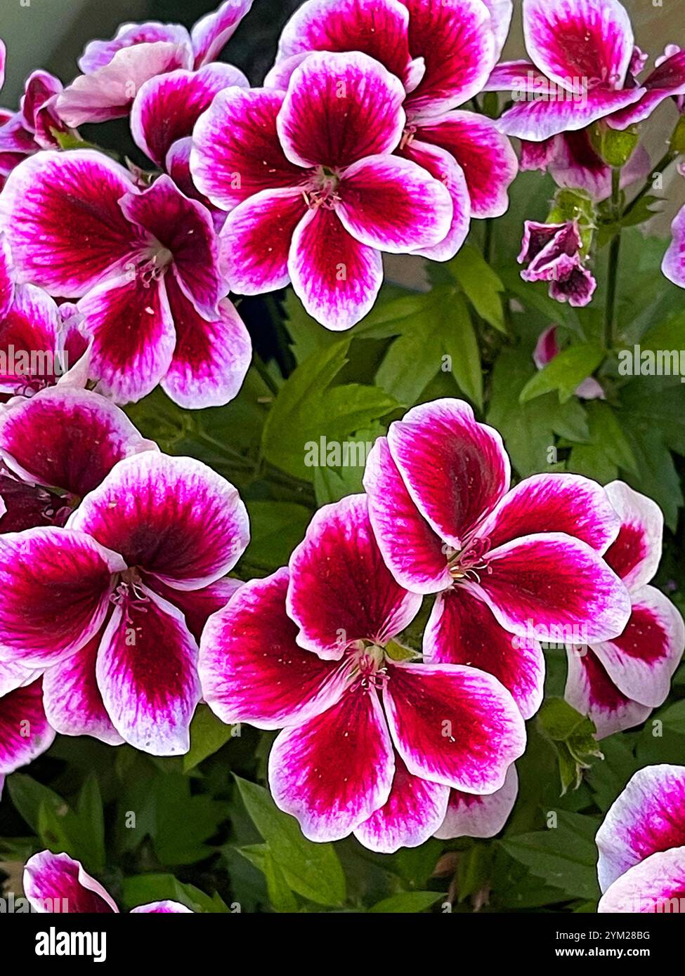 Plantas pelargonio hi-res stock photography and images - Alamy