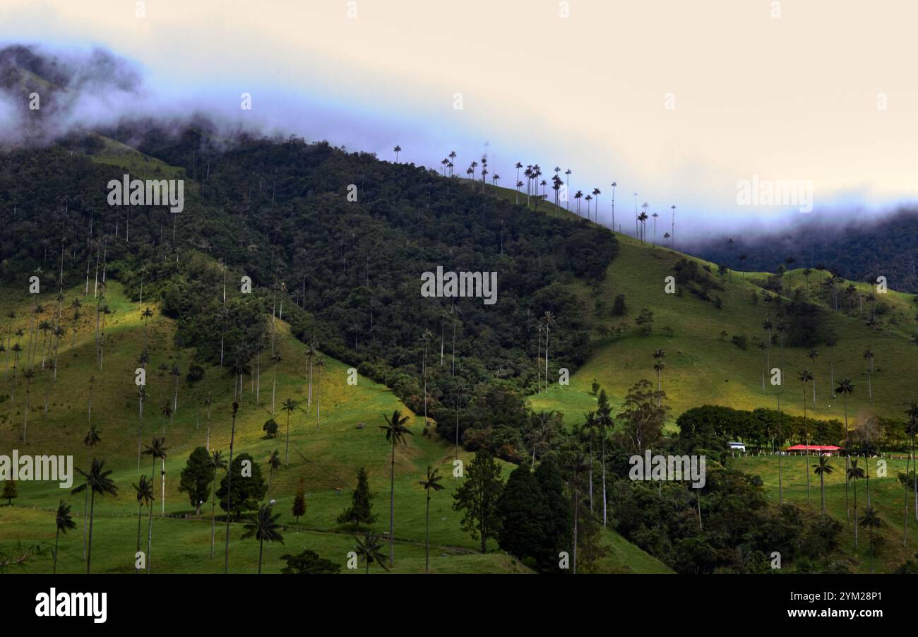 Fauna de colombia hi-res stock photography and images - Alamy