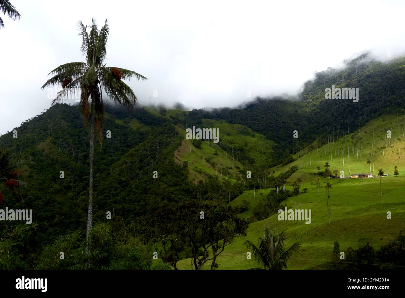 Cocora Valley, Colombia — iconic wax palms rise through clouds in this ...