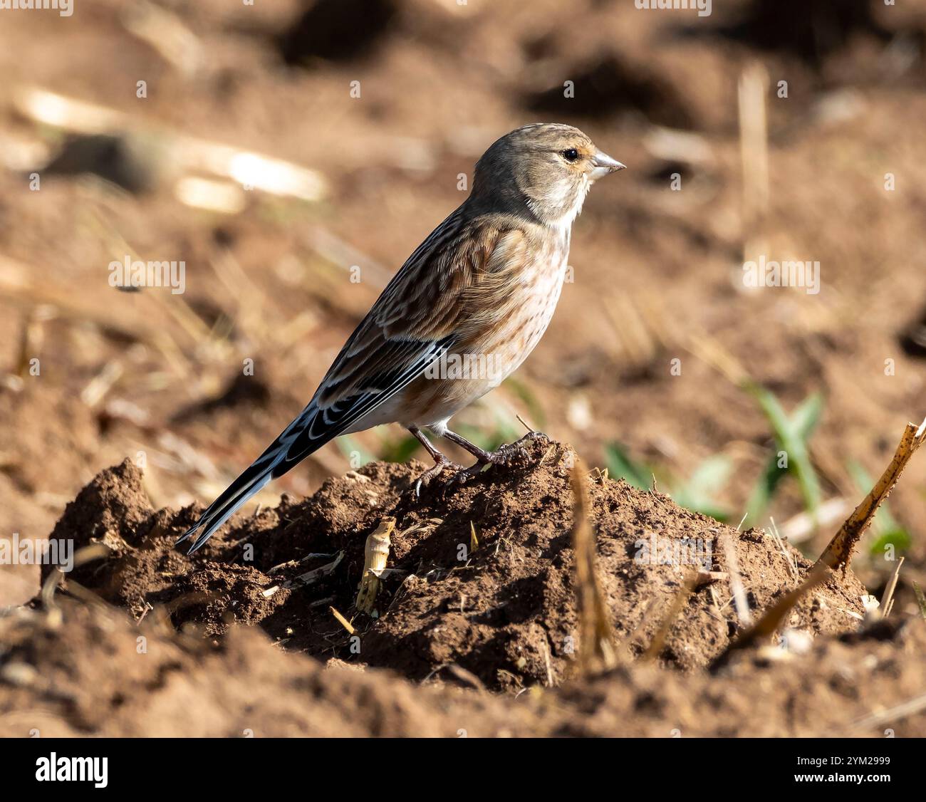Linnet profile hi-res stock photography and images - Alamy