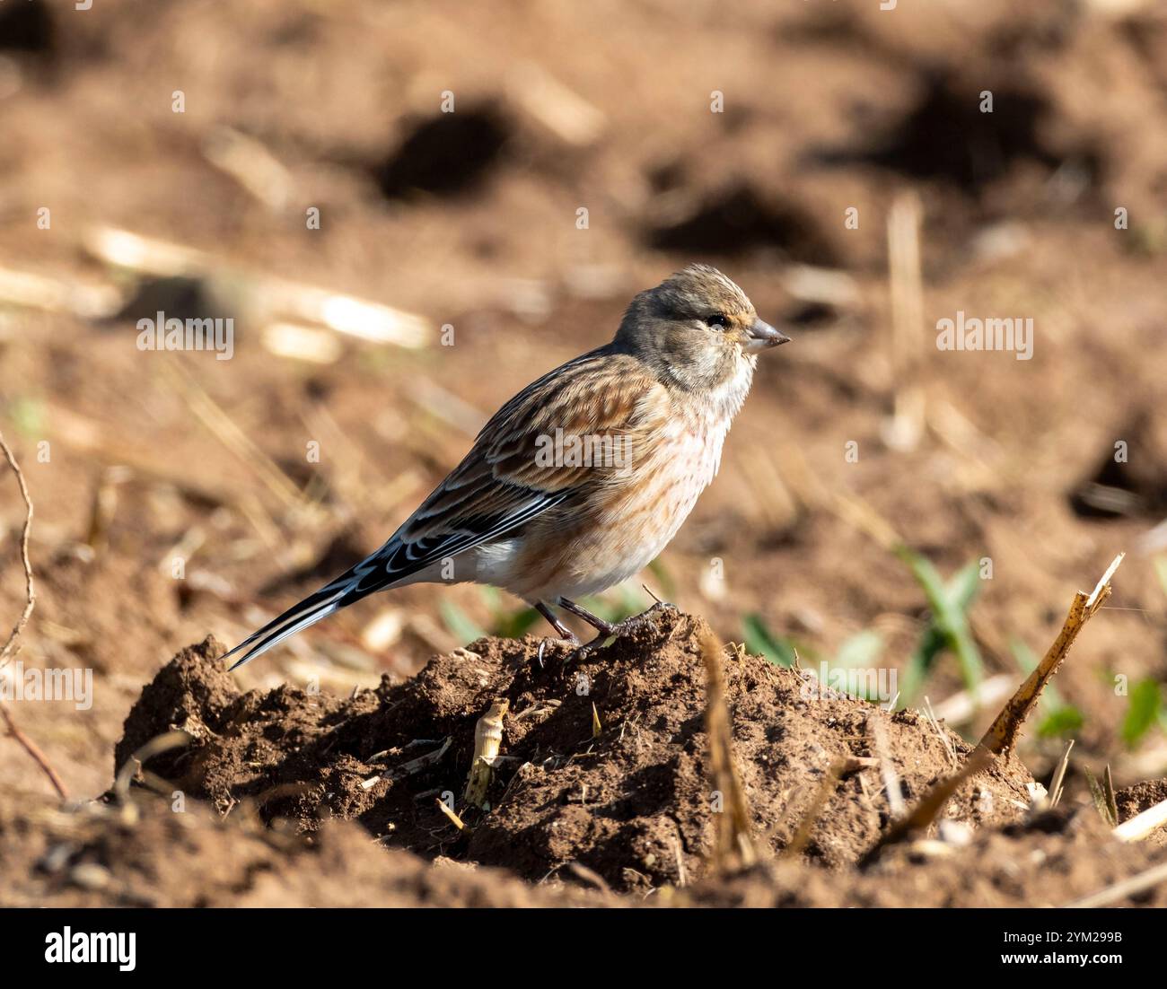 Common Linnet (Linaria cannabina) foraging in a ploughed field, Cyprus ...