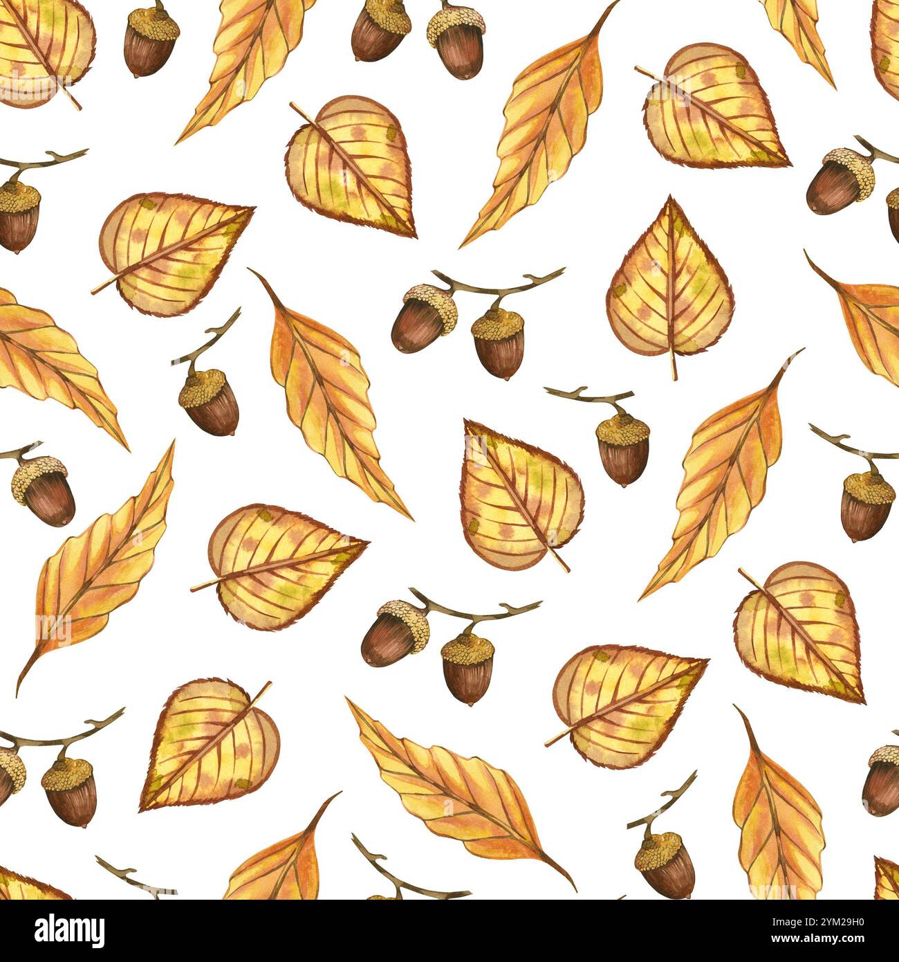 Autumn leaves, acorns on a white background. All objects are hand ...