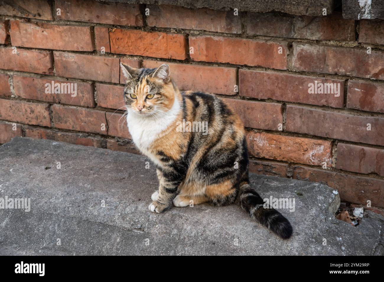 Tricolor cat sitting on the stone floor with brick wall background ...