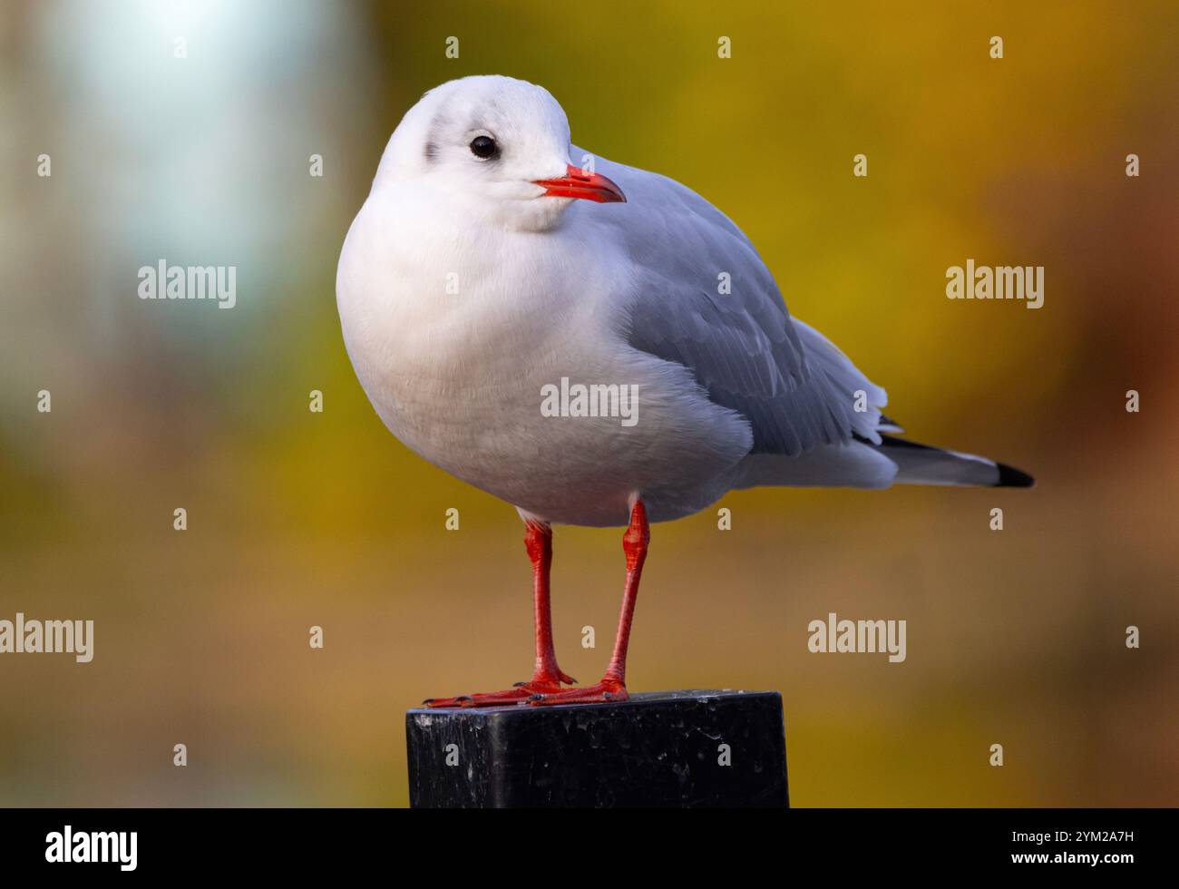 In winter the Black-headed Gull looses the black head feathers. They ...