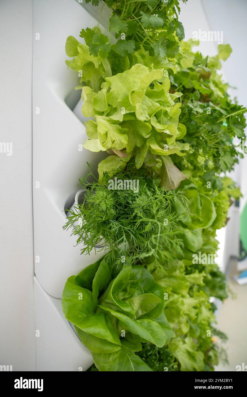 Vertical farming. Plant wall with greenhouse grown produce. Eco ...