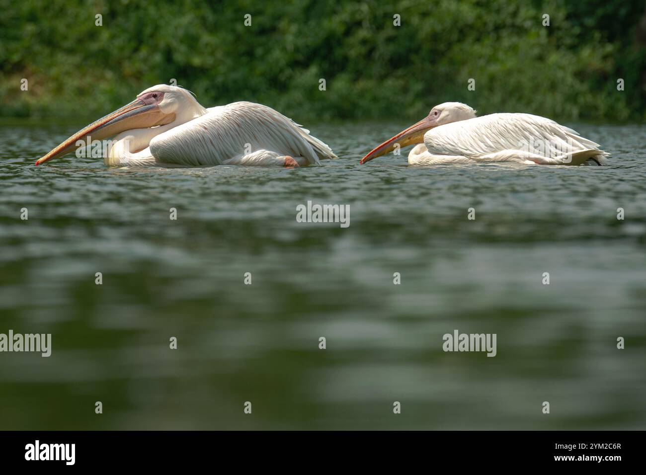Beautiful white pelican in nature hi-res stock photography and images ...