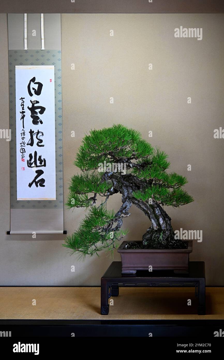 Bonsai Museum Tokyo Japan Stock Photo - Alamy