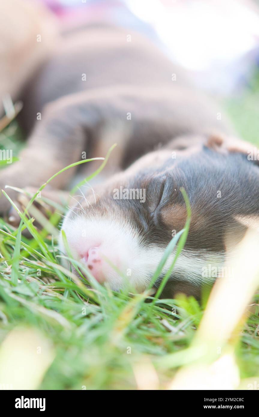 Baby dog outside nature hi-res stock photography and images - Alamy