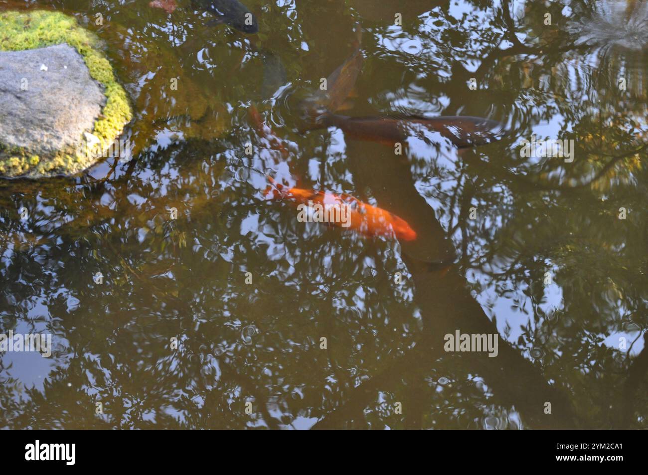 Koi Fish in a pond at a campus Stock Photo - Alamy