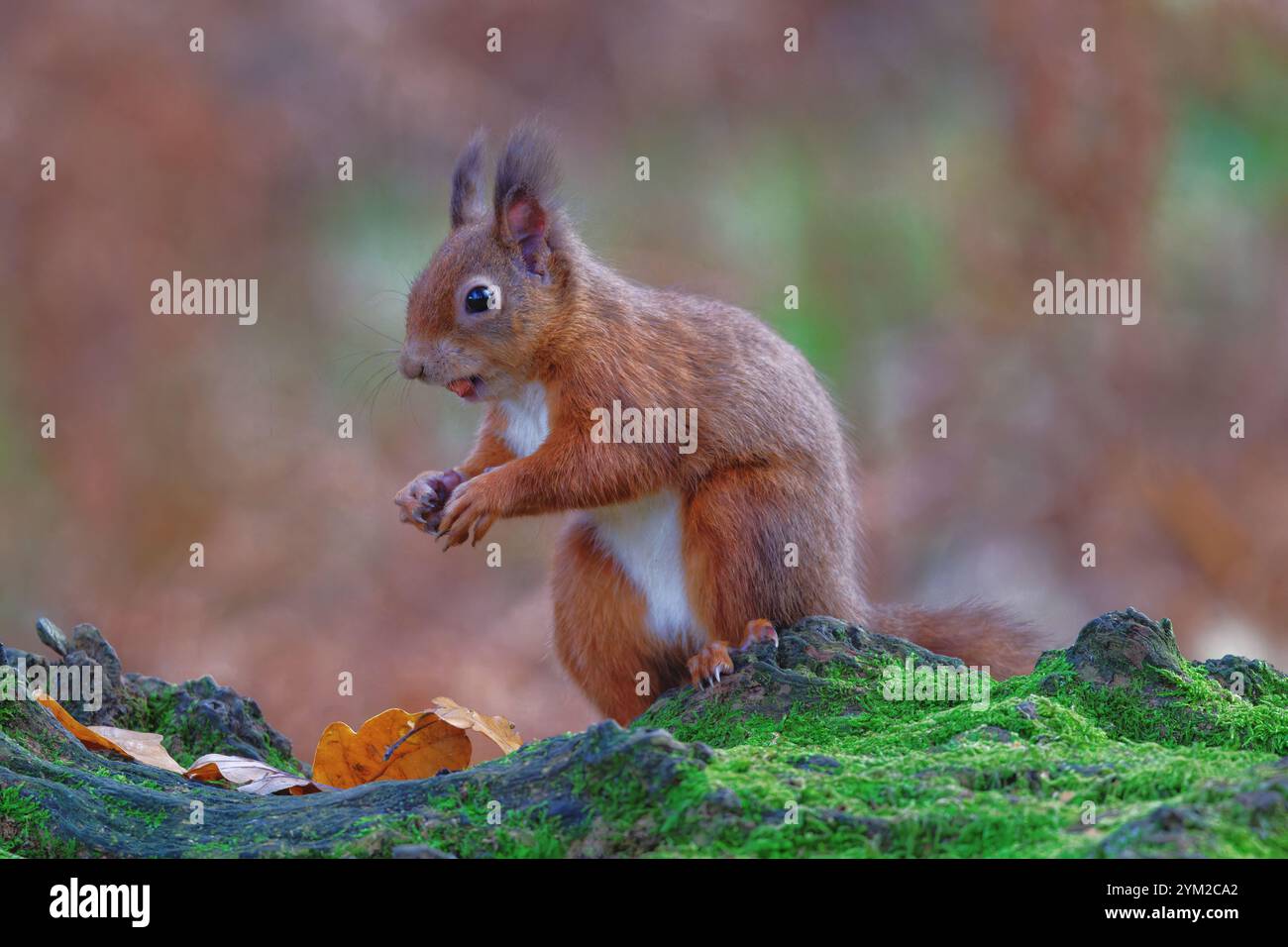 Eurasian red squirrel Stock Photo - Alamy