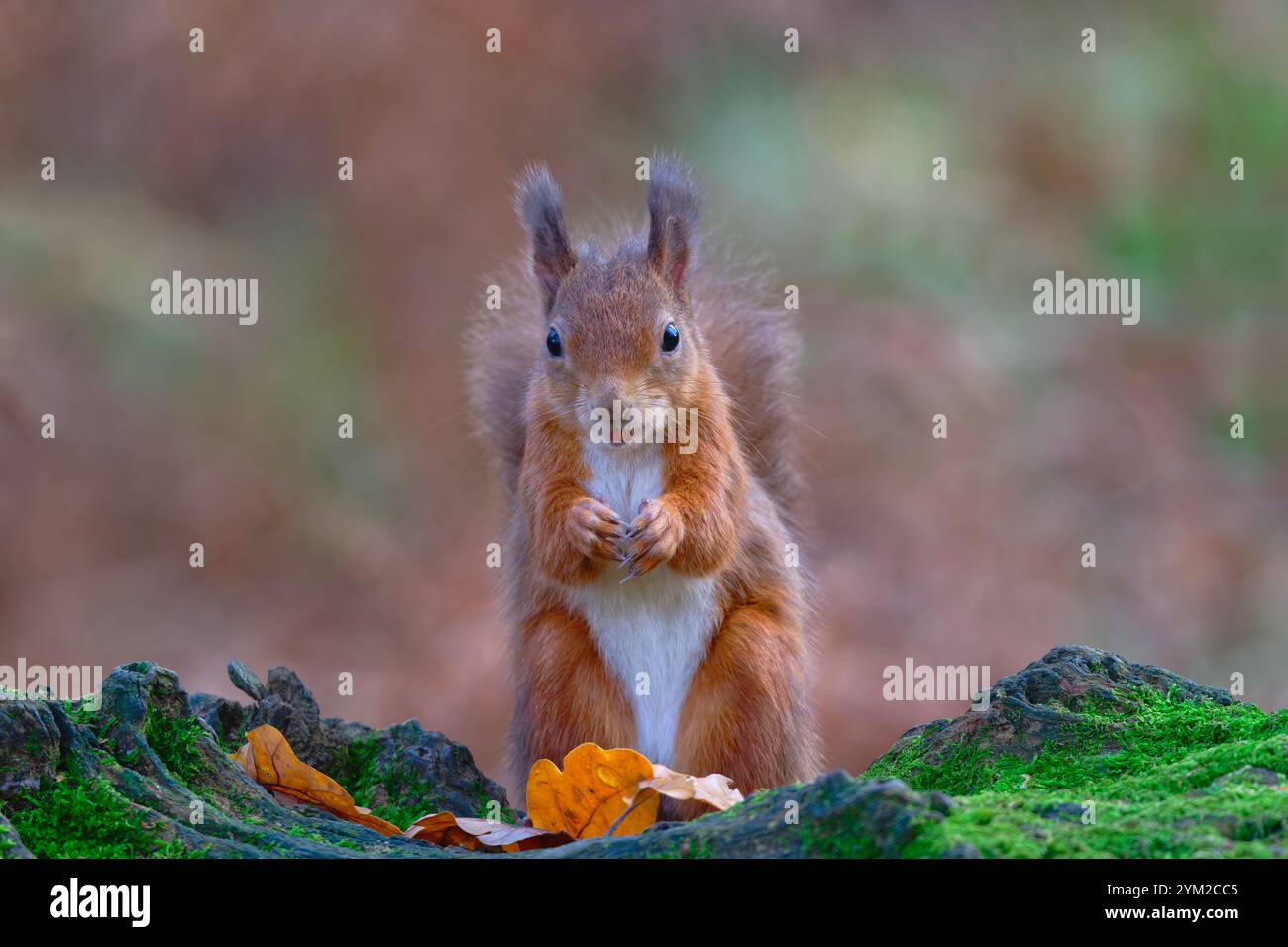 Side pov of red squirrel hi-res stock photography and images - Alamy