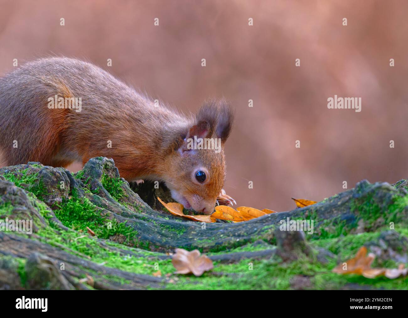 Eurasian red squirrel Stock Photo - Alamy