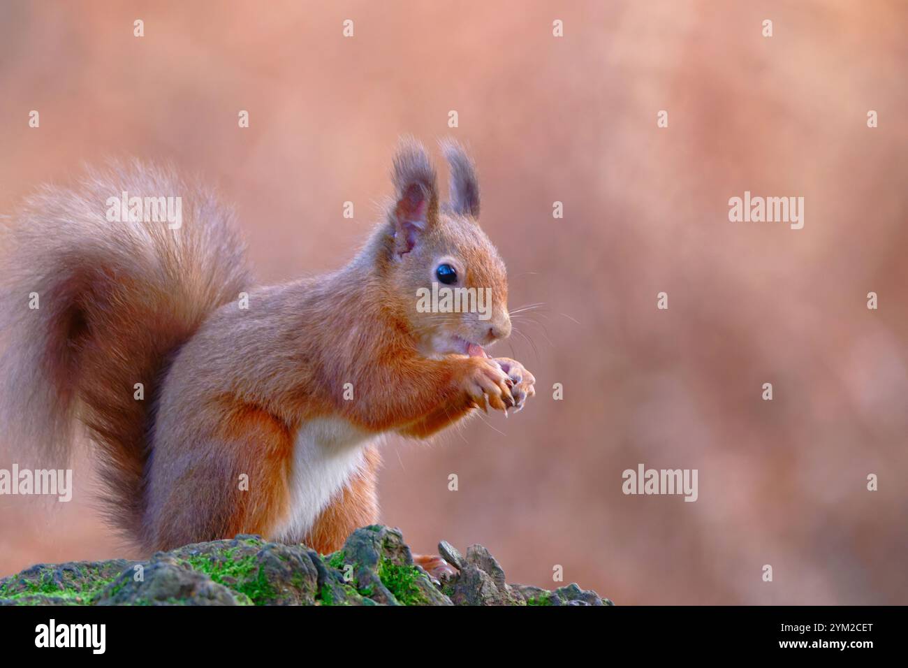 Eurasian red squirrel Stock Photo - Alamy