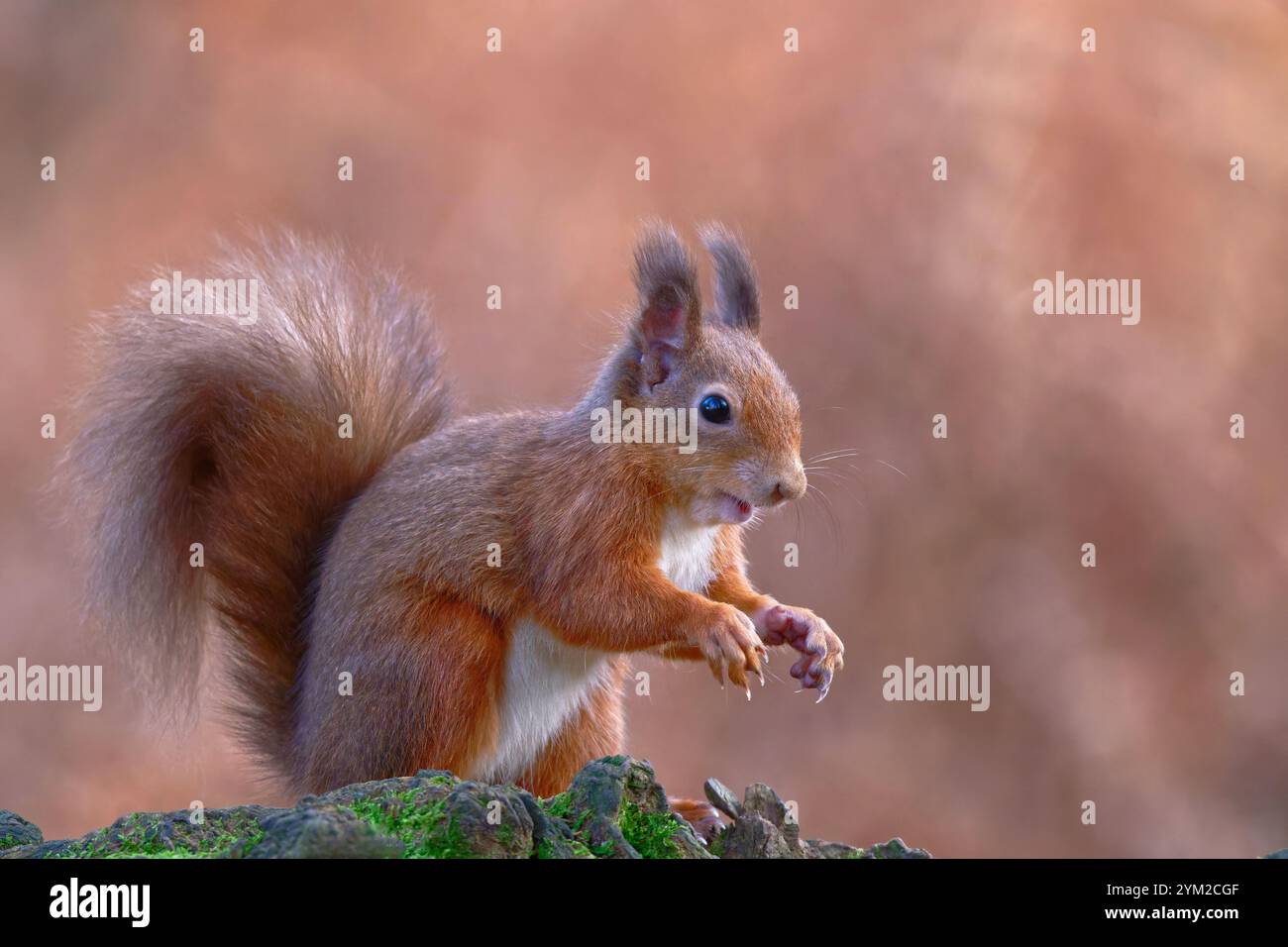 Eurasian red squirrel Stock Photo - Alamy