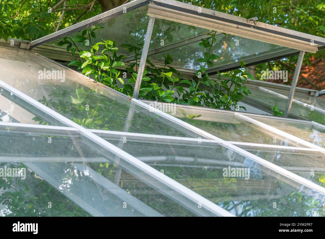Greenhouse with open glass panels and vibrant green plants growing ...