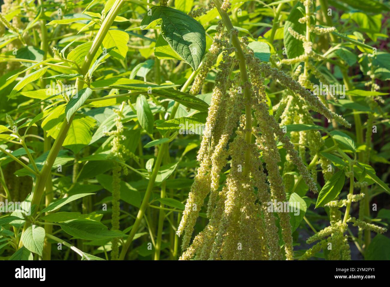 Amaranthus caudatus. love-lies-bleeding, pendant amaranth, tassel ...