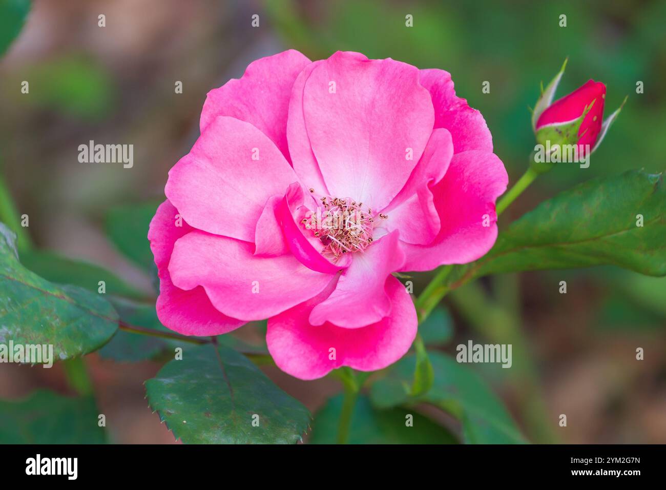 Alpine wild rose mountain hi-res stock photography and images - Alamy