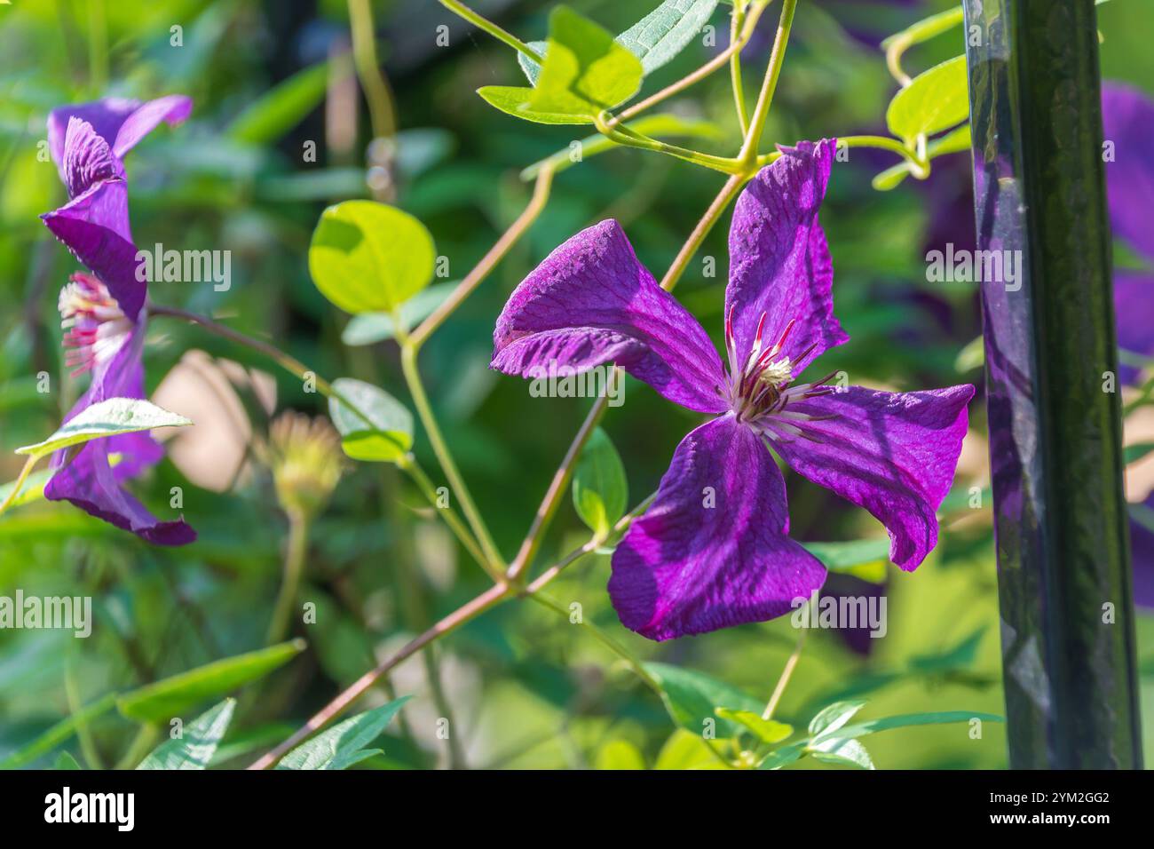 Beautiful purple flowers of Clematis viticella. the Italian leather ...