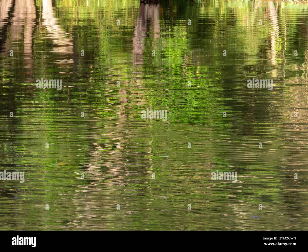 Rainforest on the Amazon west of Amanã in Brazil, reflected in the ...