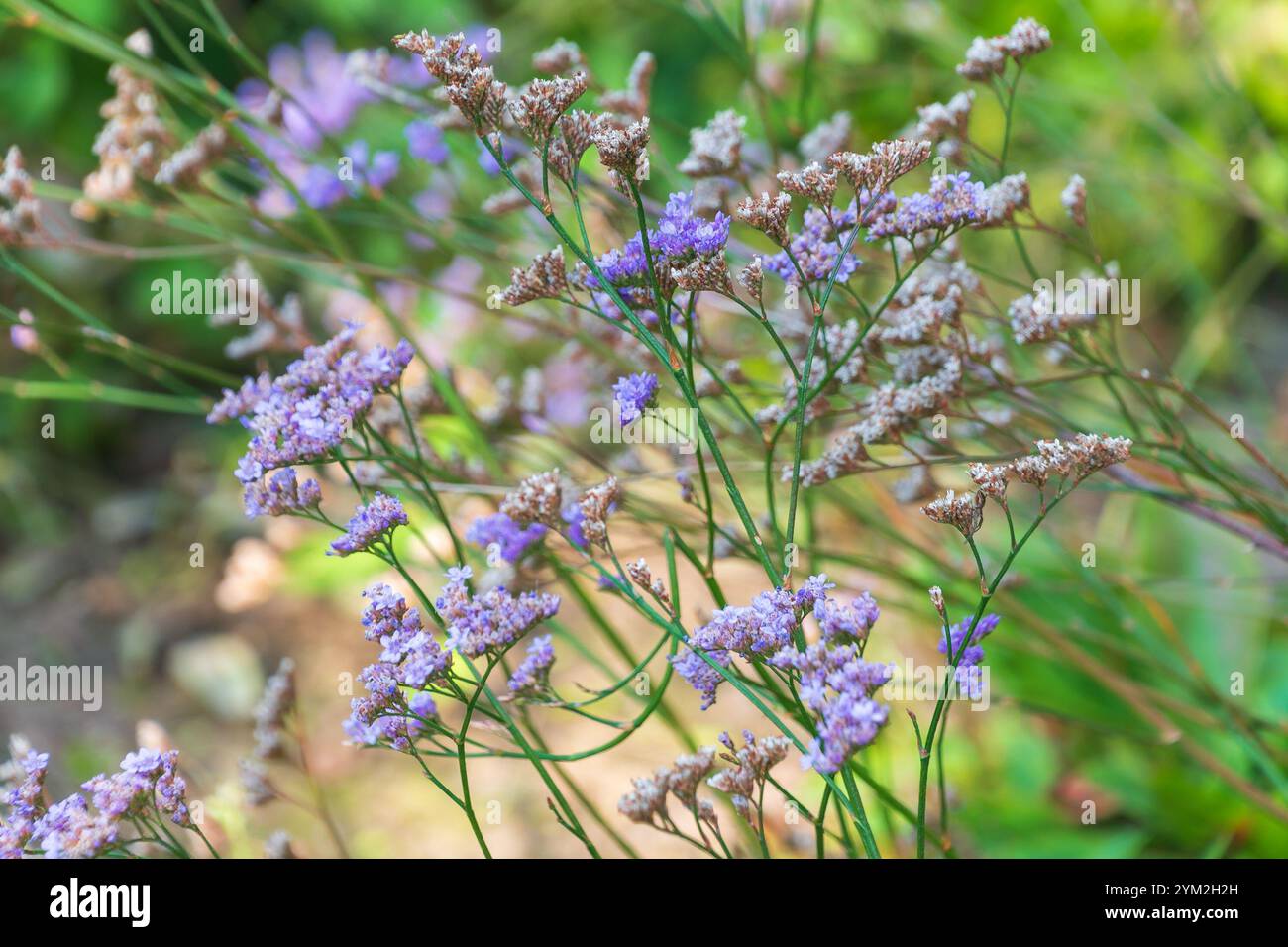 Beautiful blue flowers of Limonium gmelini, close-up. the Siberian ...