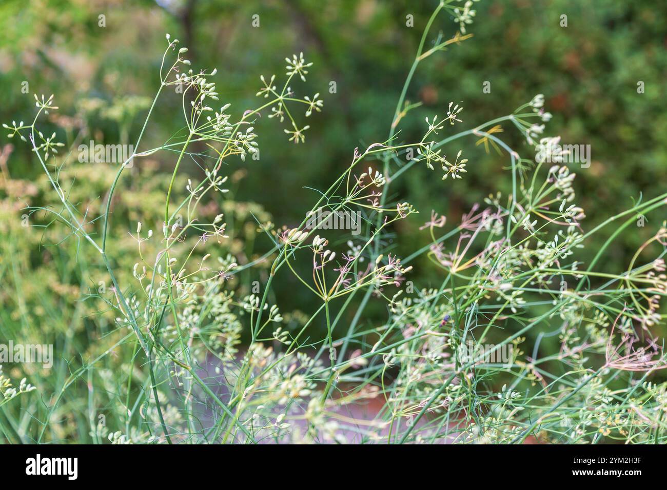 Flower heads Fennel (Foeniculum vulgare). Florence fennel, finocchio. a ...