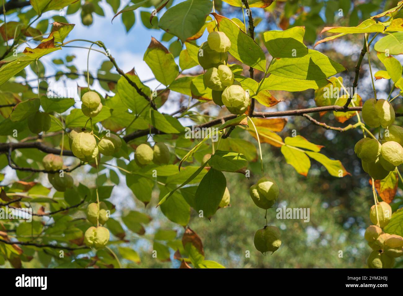 Fruits of Staphylea pinnata. the European bladdernut. a deciduous shrub ...
