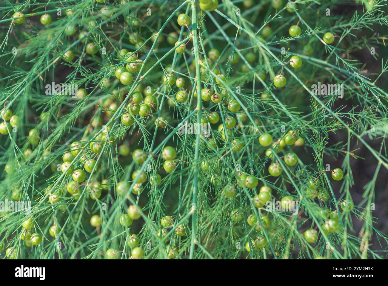 Green berries of Asparagus (Asparagus officinalis). a perennial ...