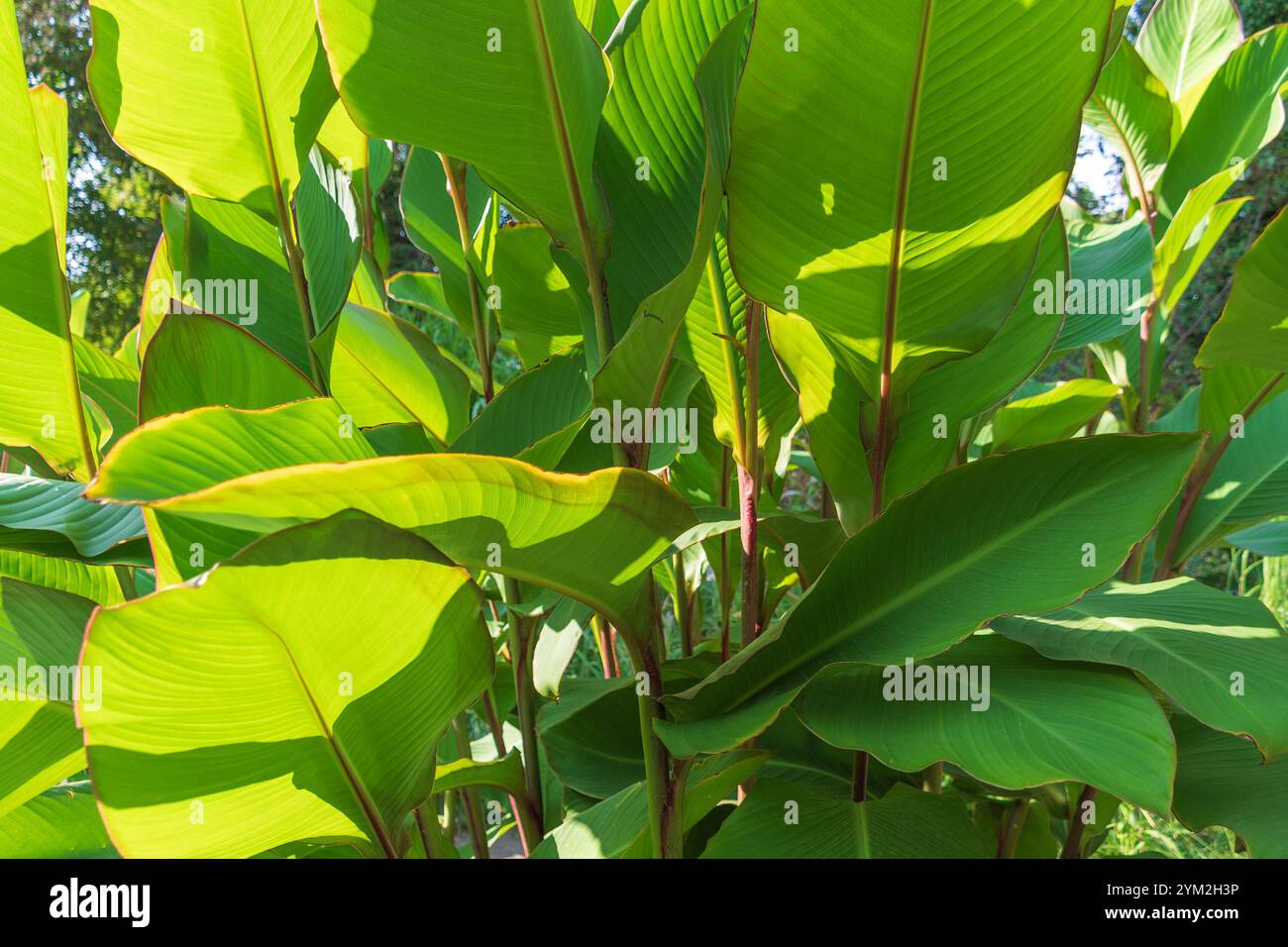 Green leaves of Canna indica. Indian shot, African arrowroot, edible ...
