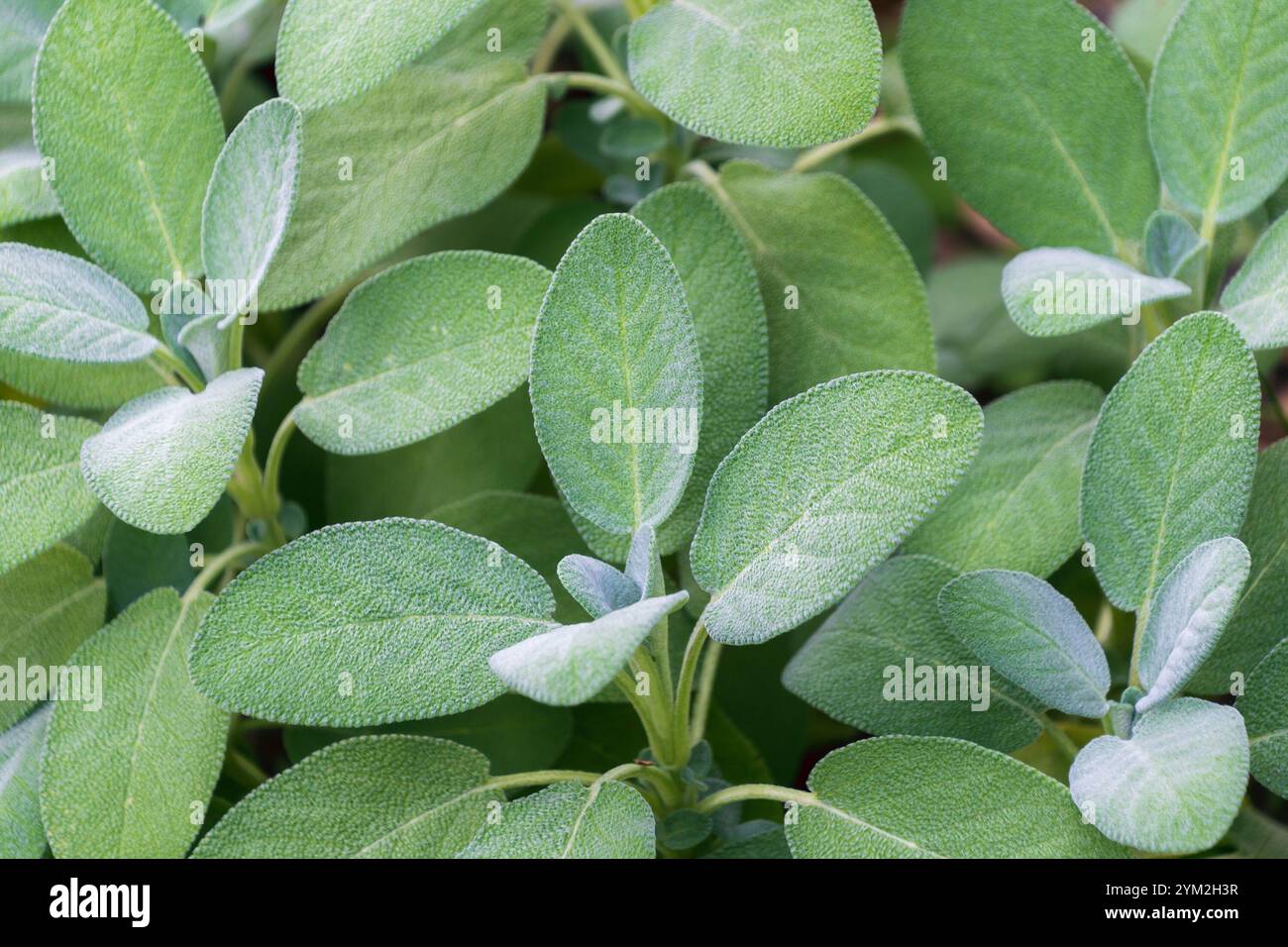 Green leaves of Salvia officinalis. the common sage. a perennial ...