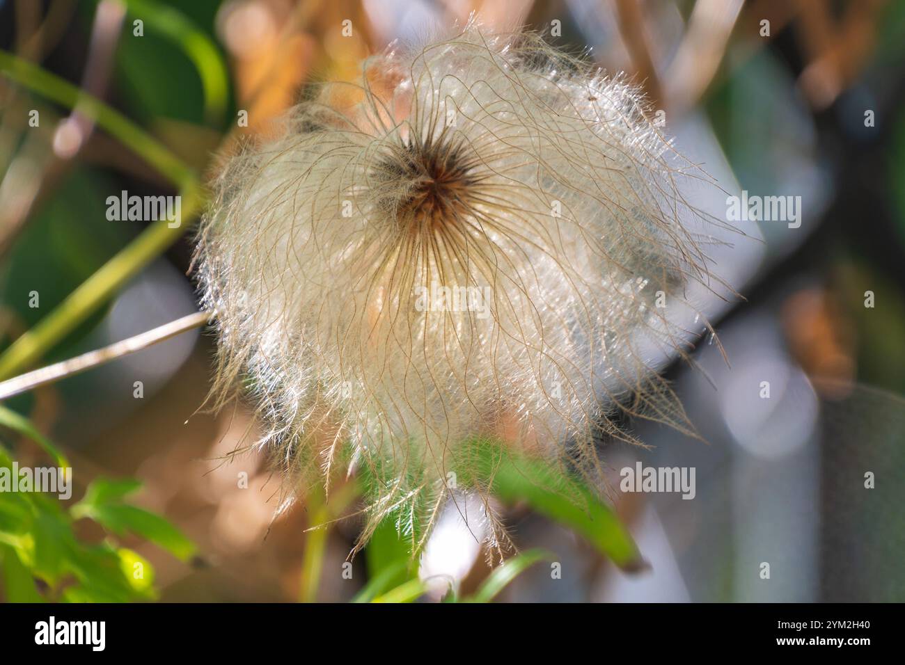 Mature fruit Clematis tangutica. the golden clematis. a flowering plant ...