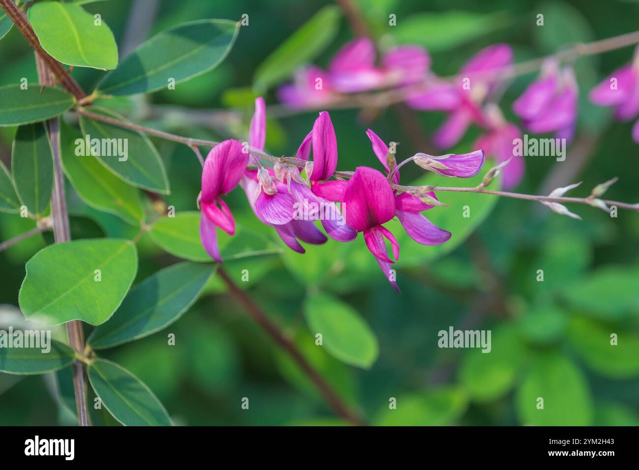 Beautiful pink flowers of Lespedeza thunbergii. Thunberg bush clover ...
